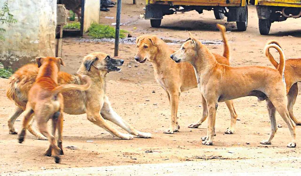 Stray dogs maul peacock to death at Yadadri-Telangana Today – Telangana ...