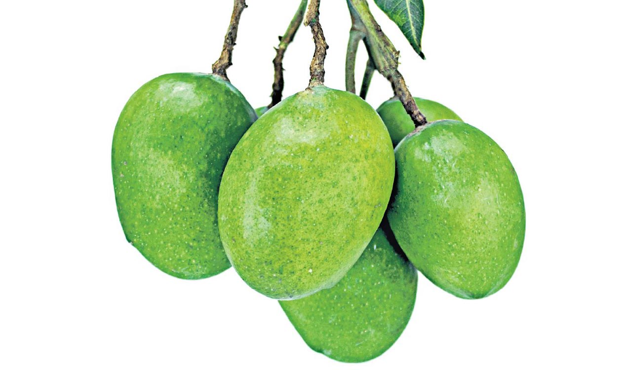 Case for Mango Board-Telangana Today – Telangana Press